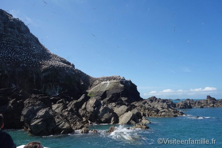 Les 7 îles près de Perros-Guirec, un sanctuaire pour les oiseaux marins ...